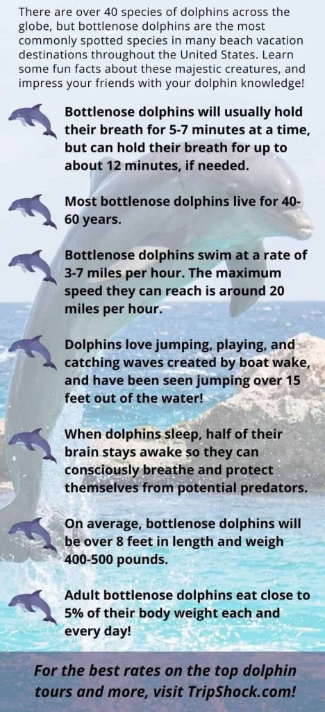 Fun Facts about Bottlenose Dolphins